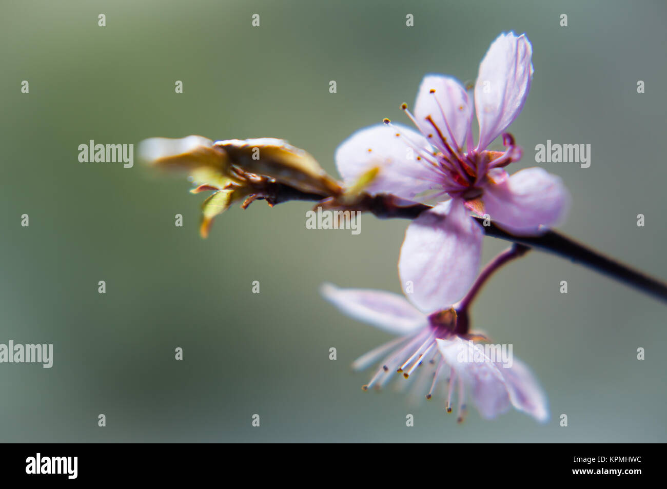 Spring Awakening Symbol Bloom isolated green background Stock Photo - Alamy