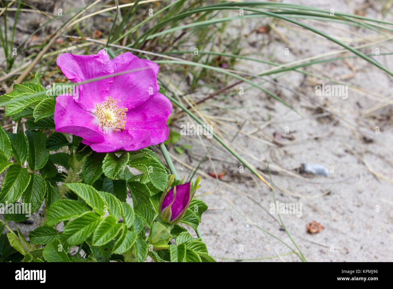 Beach roses on the sandy beach Stock Photo - Alamy