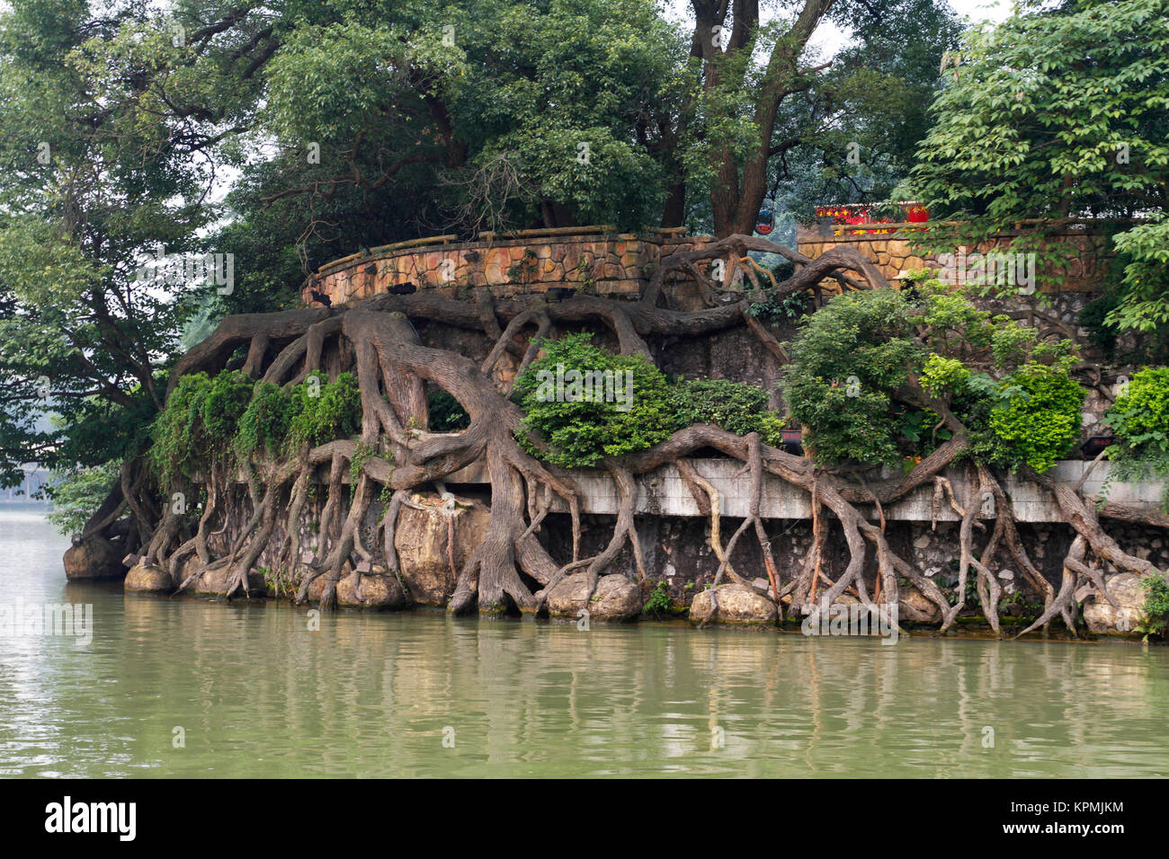 Giant Trees With Roots