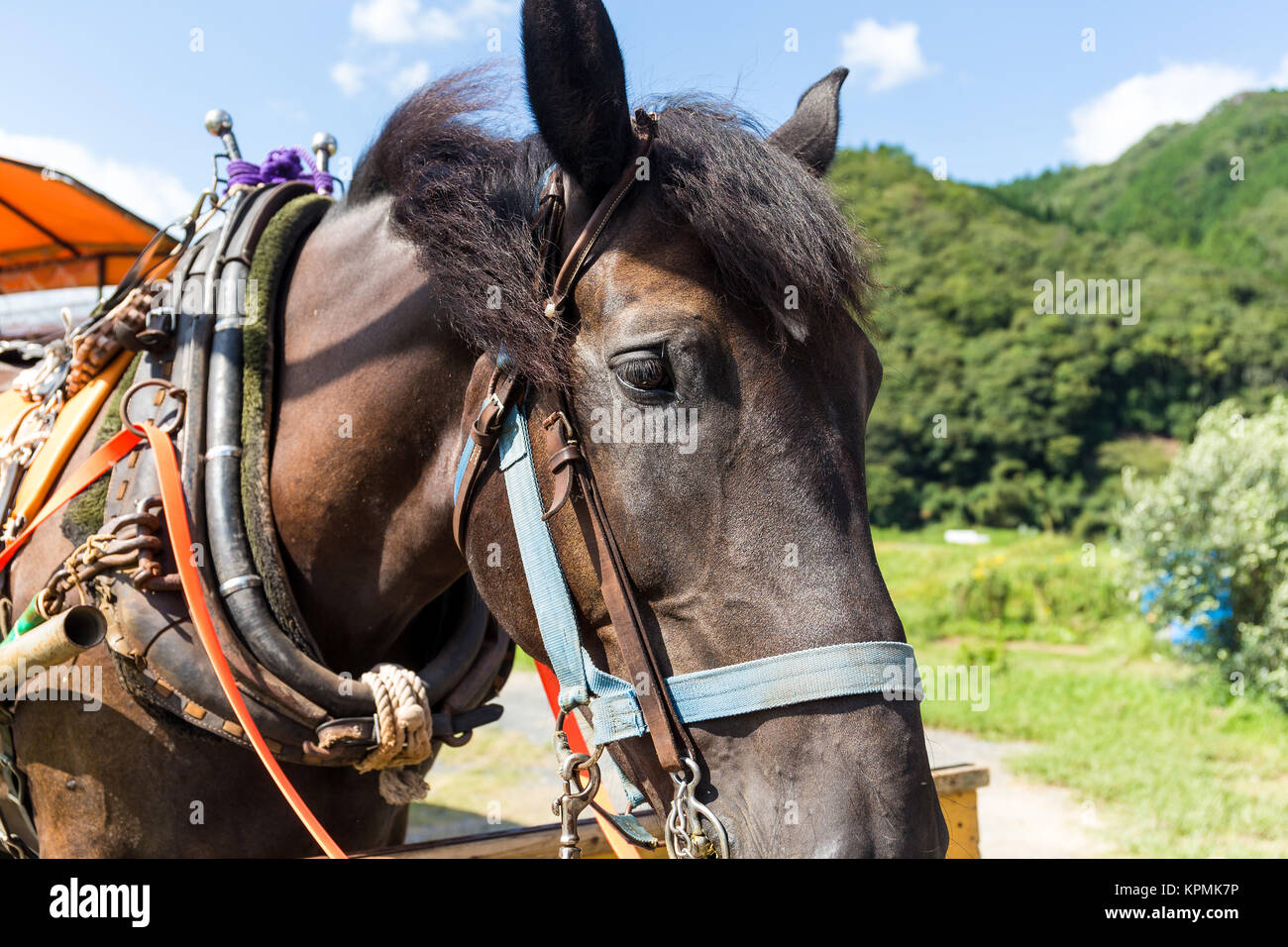 Imposing horse breed hi-res stock photography and images - Alamy