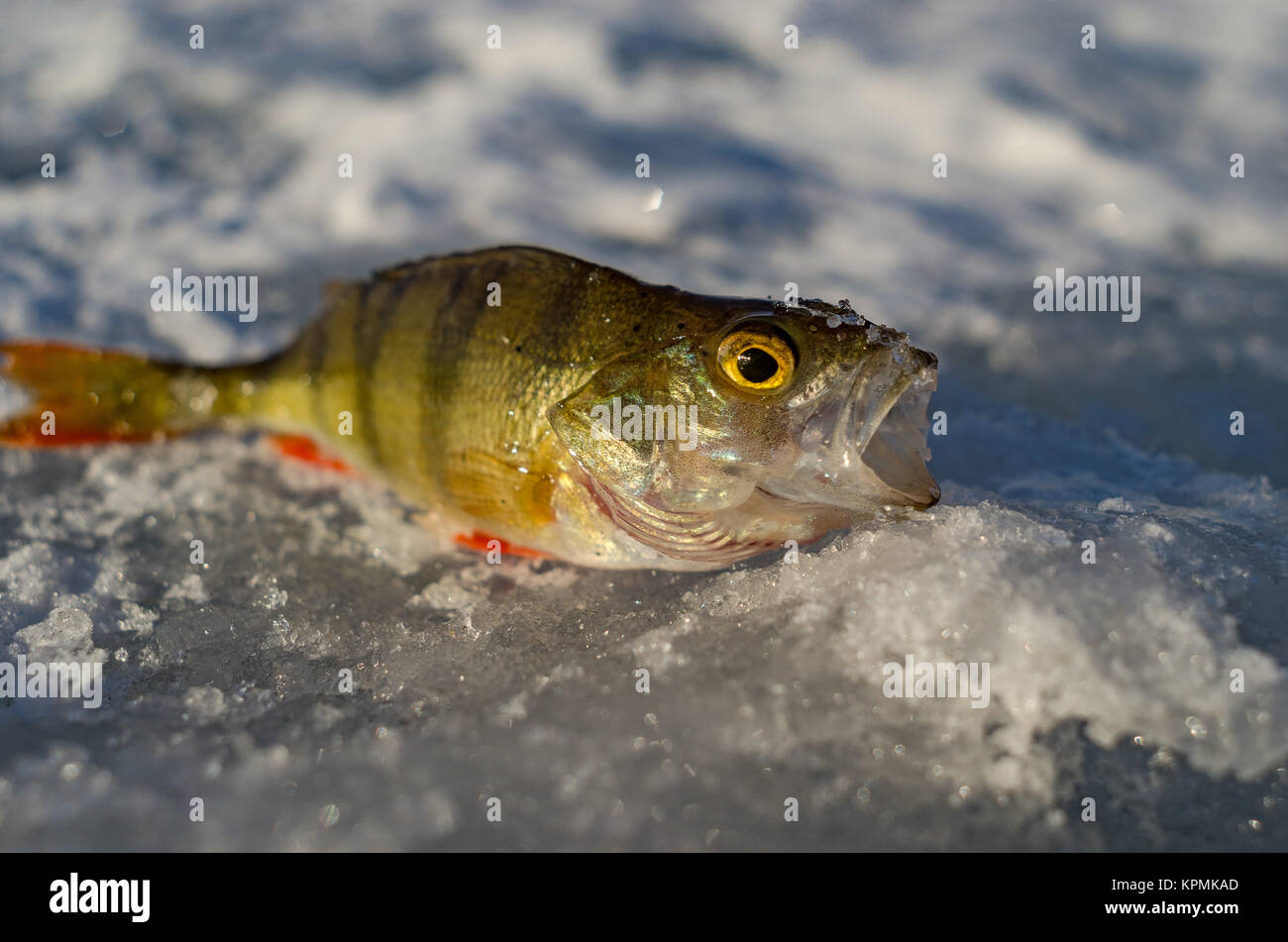 Spring ice fishing Stock Photo - Alamy