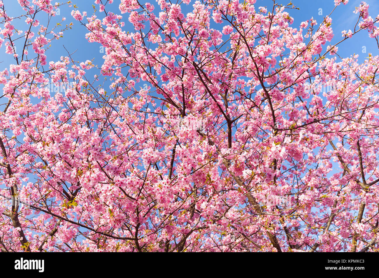 Sakura with blue sky Stock Photo - Alamy