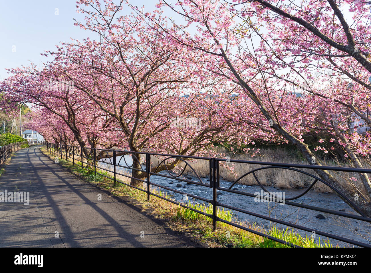 Sakura tree in japan Stock Photo - Alamy