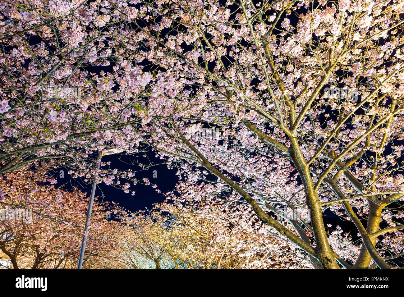 Cherry Blossoms City Street Night Japan High Resolution Stock ...
