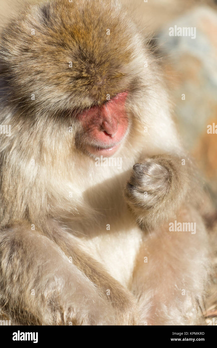 Female snow monkey with young hi-res stock photography and images - Alamy