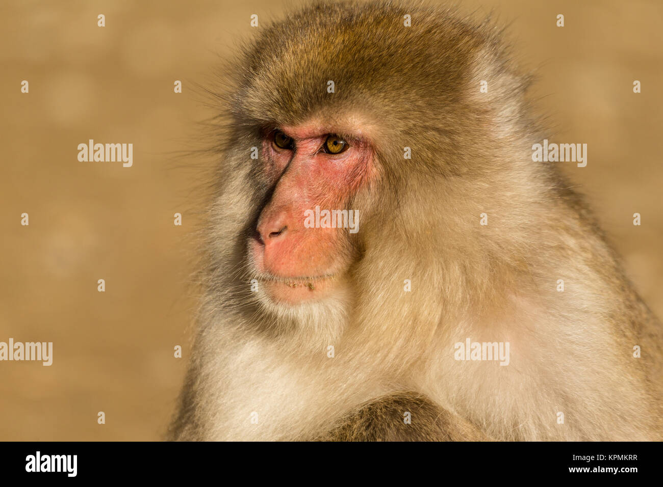 Monkey side profile eating hi-res stock photography and images - Alamy
