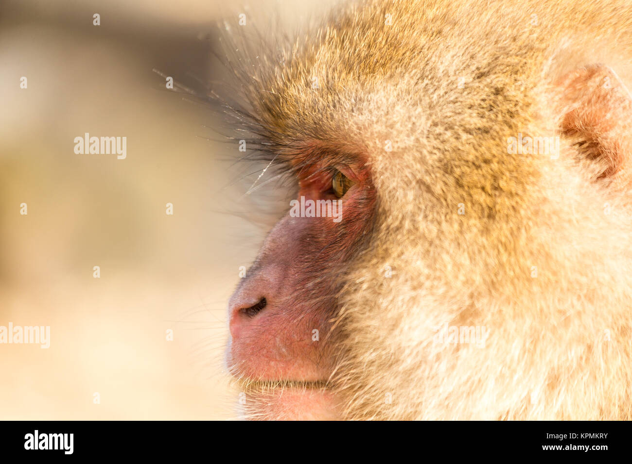 Side profile of monkey Stock Photo - Alamy