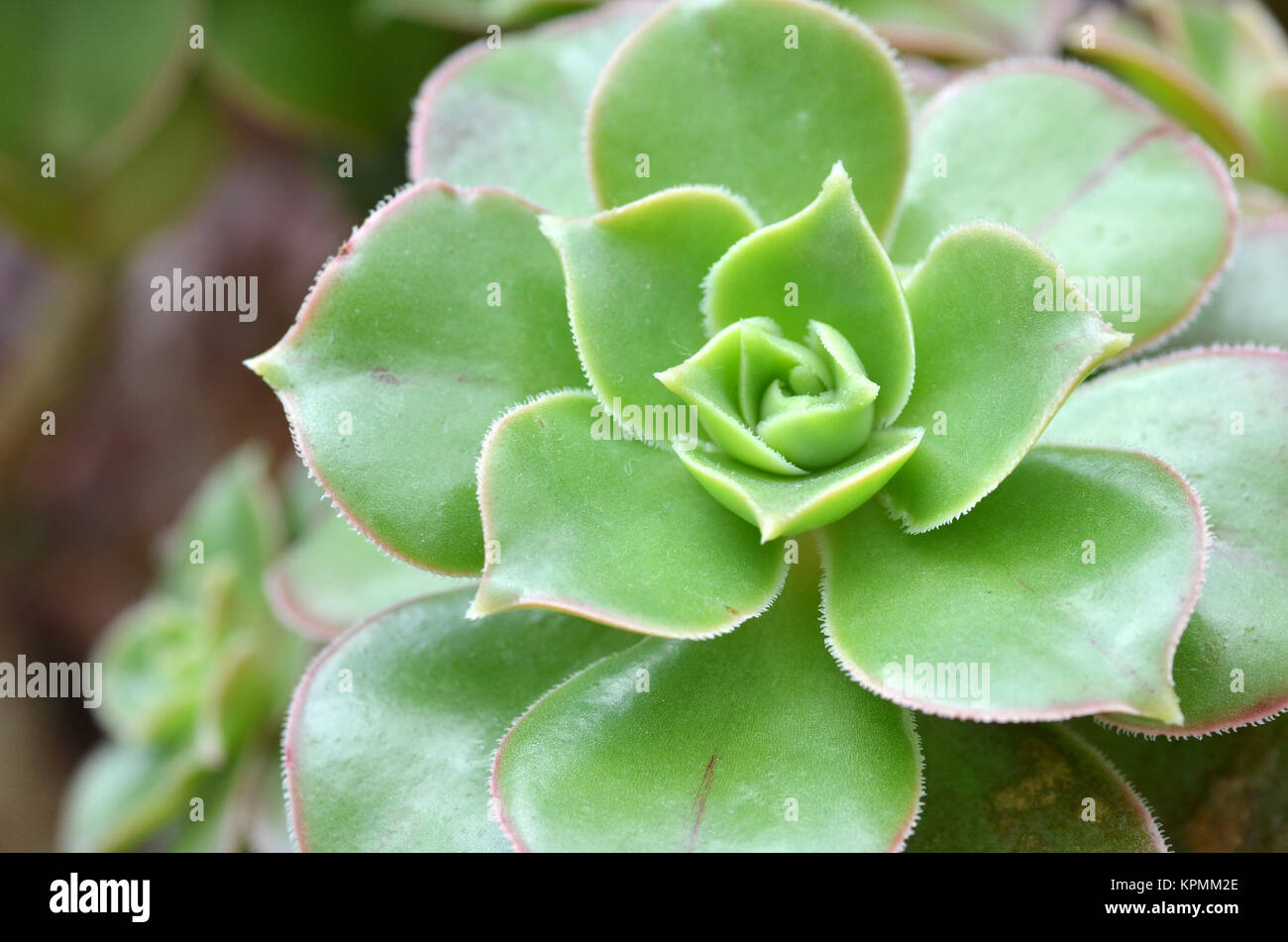 Hen and Chicks Succulent Plant Stock Photo - Alamy