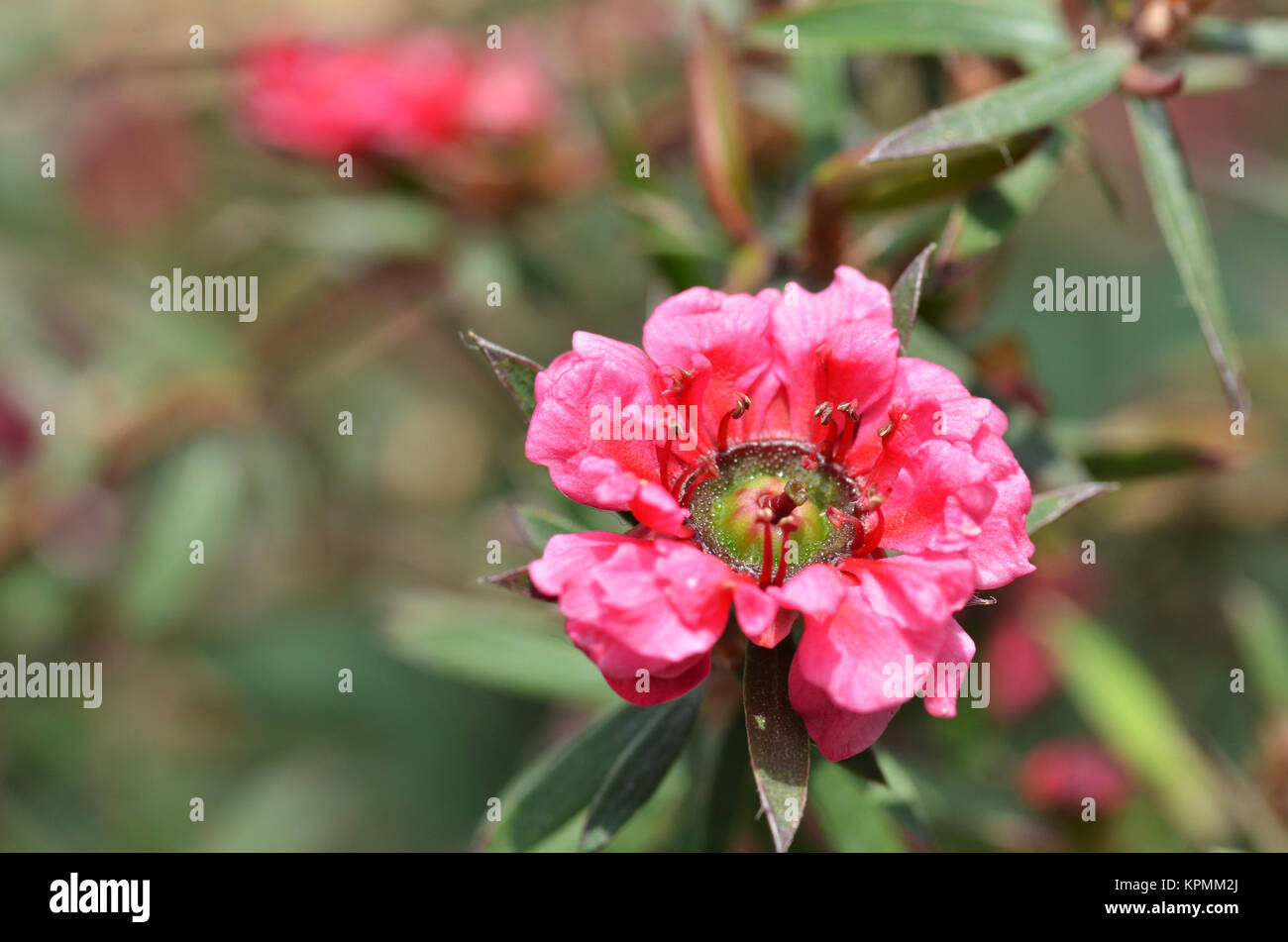 Manuka myrtle's white-pink flower blooming Stock Photo - Alamy