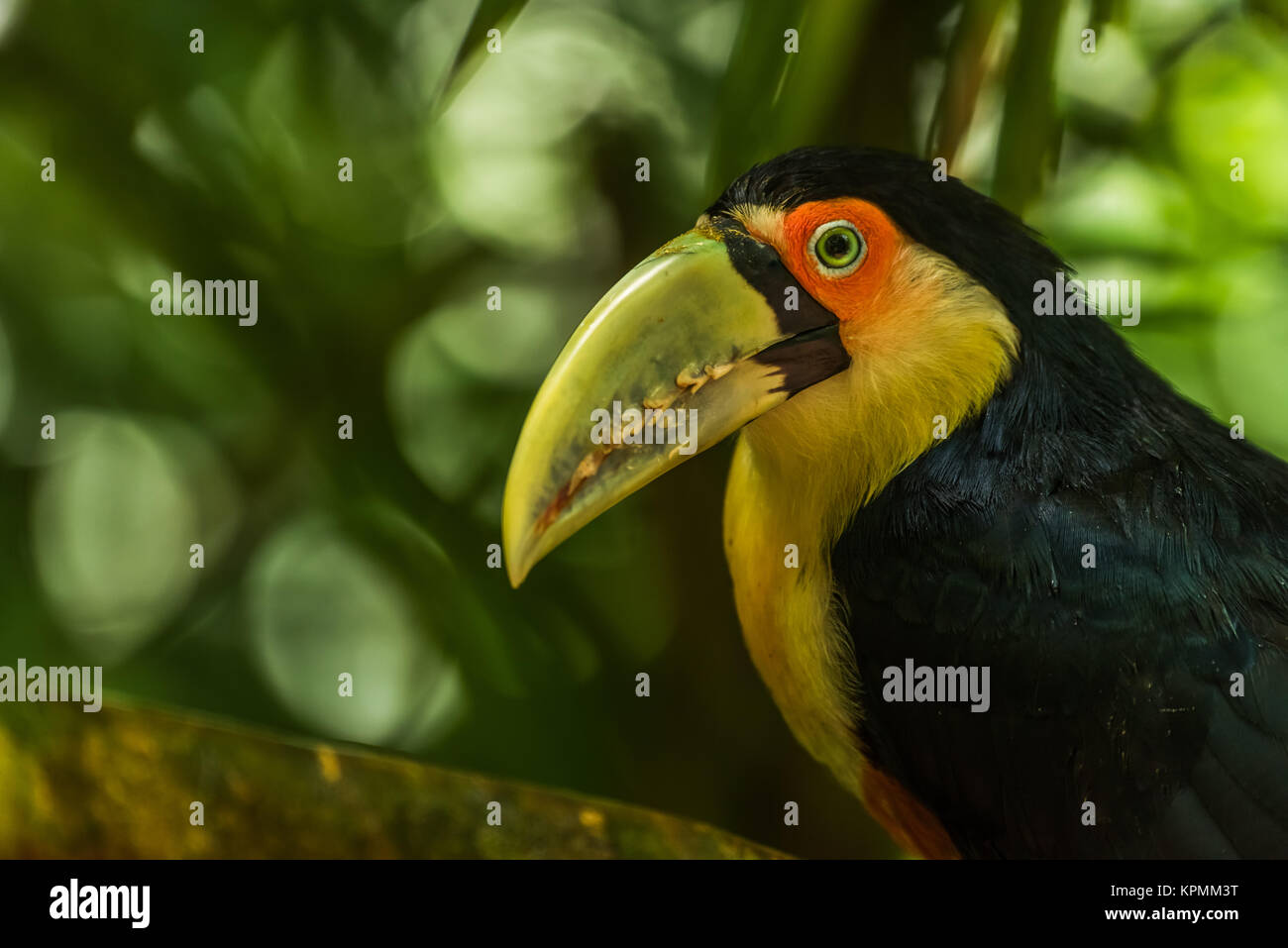 Greenbilled toucan hi-res stock photography and images - Alamy