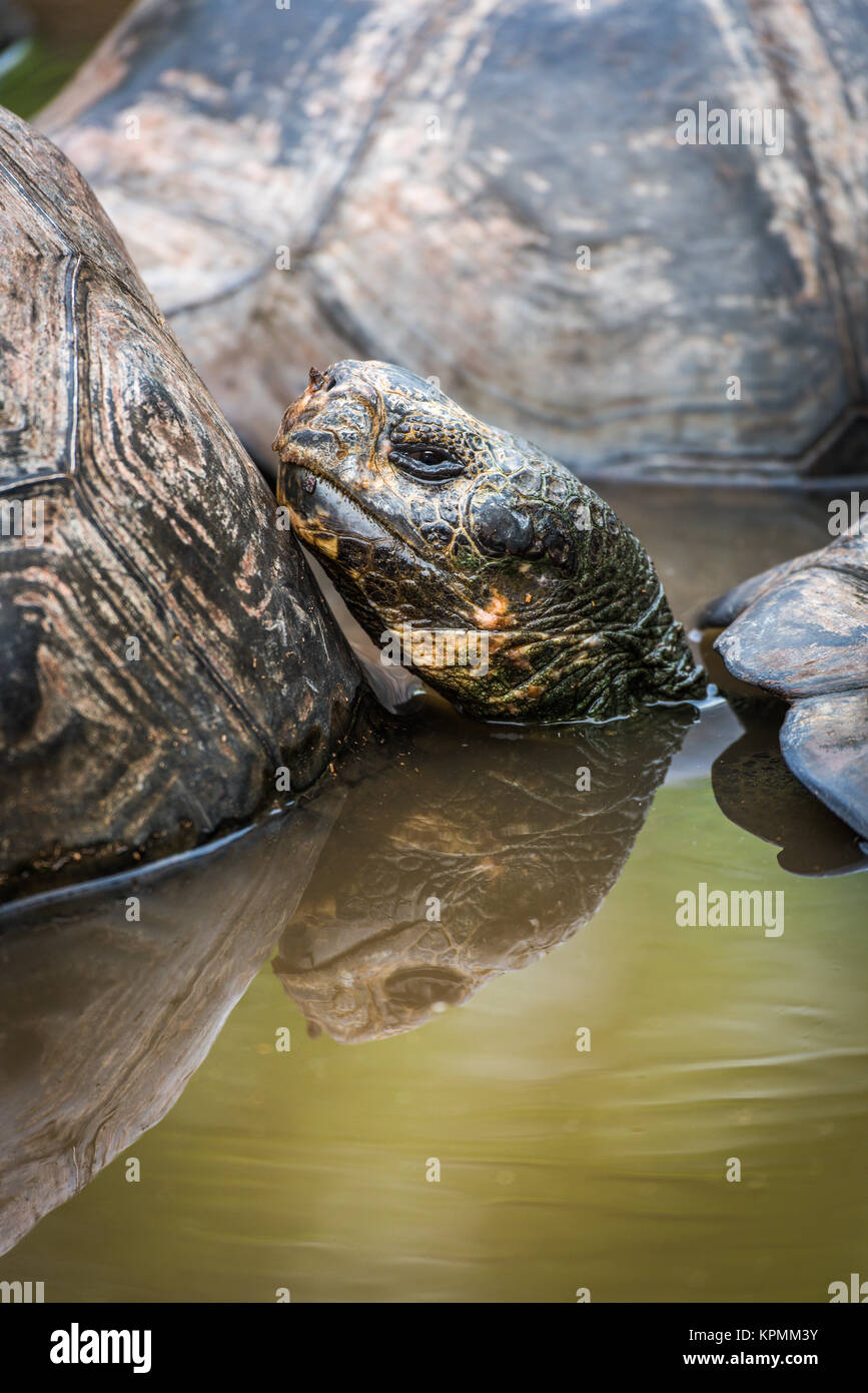 Galapagos giant tortoise in pond amongst others Stock Photo - Alamy
