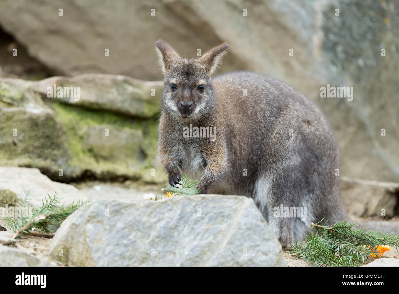 Closeup of a Red-necked Wallaby Stock Photo - Alamy