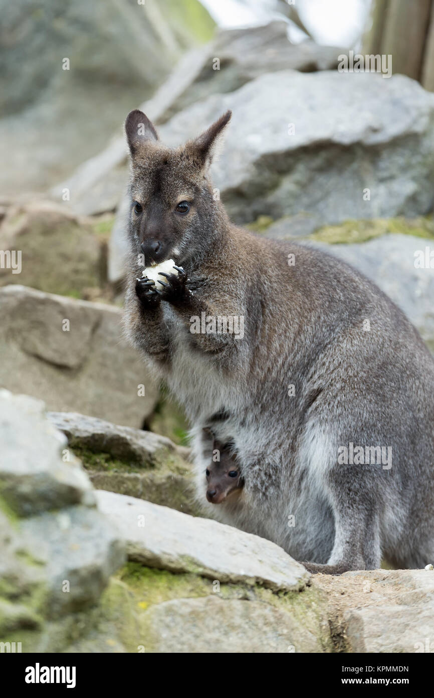 Closeup of a Red-necked Wallaby Stock Photo - Alamy