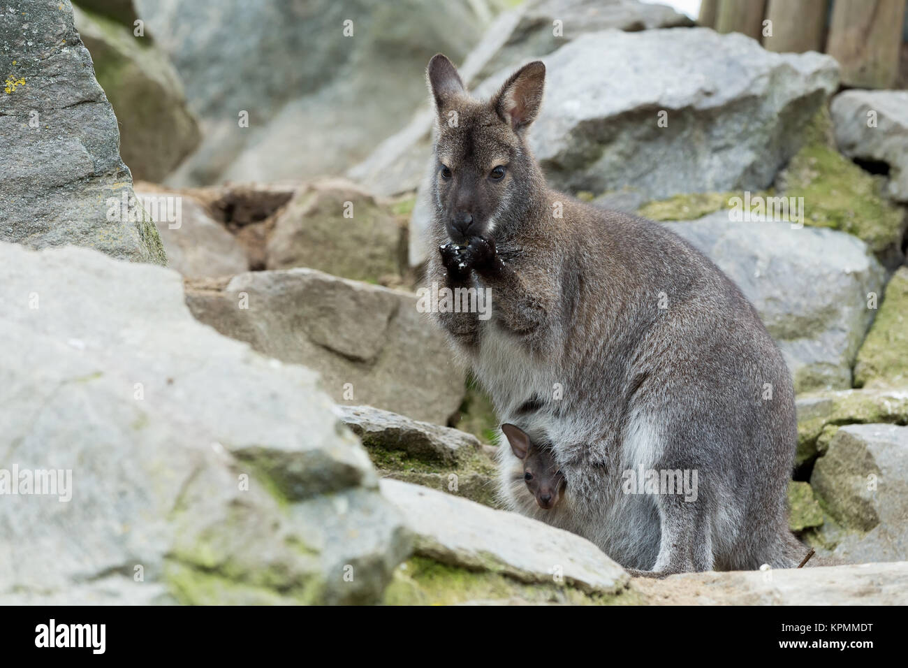 Closeup of a Red-necked Wallaby Stock Photo - Alamy