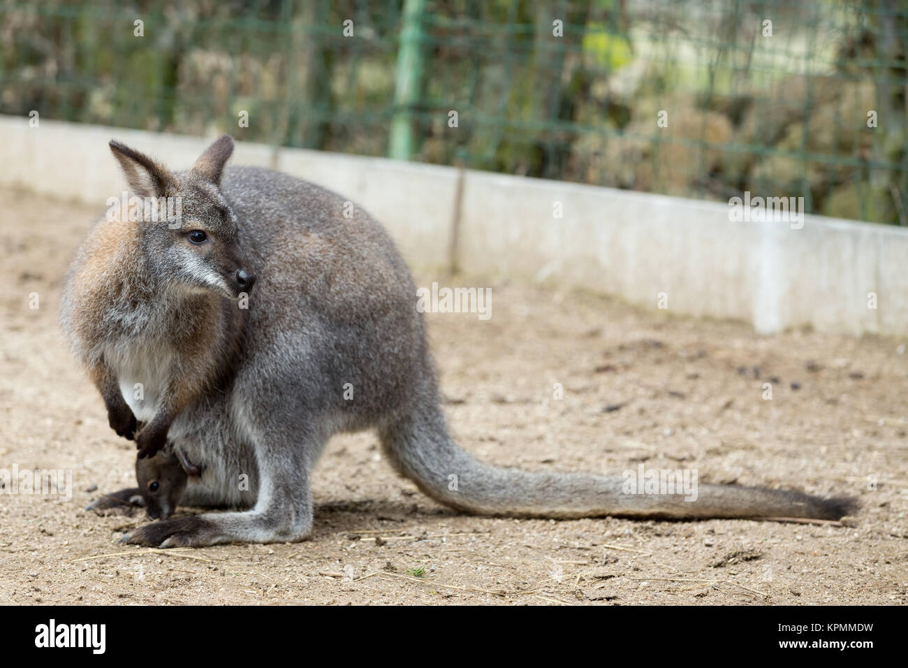 Closeup of a Red-necked Wallaby Stock Photo - Alamy