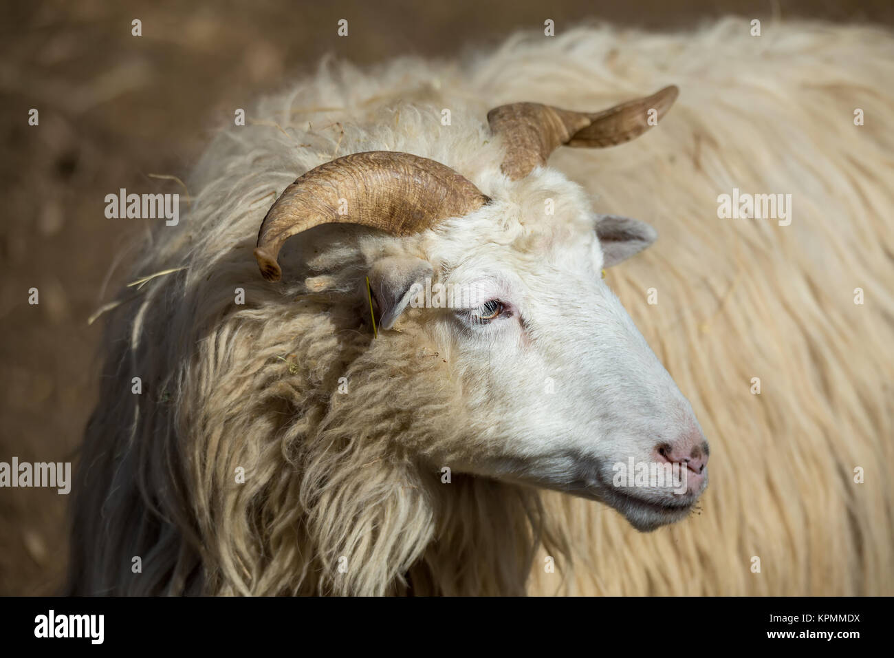 ram or rammer, male of sheep Stock Photo - Alamy