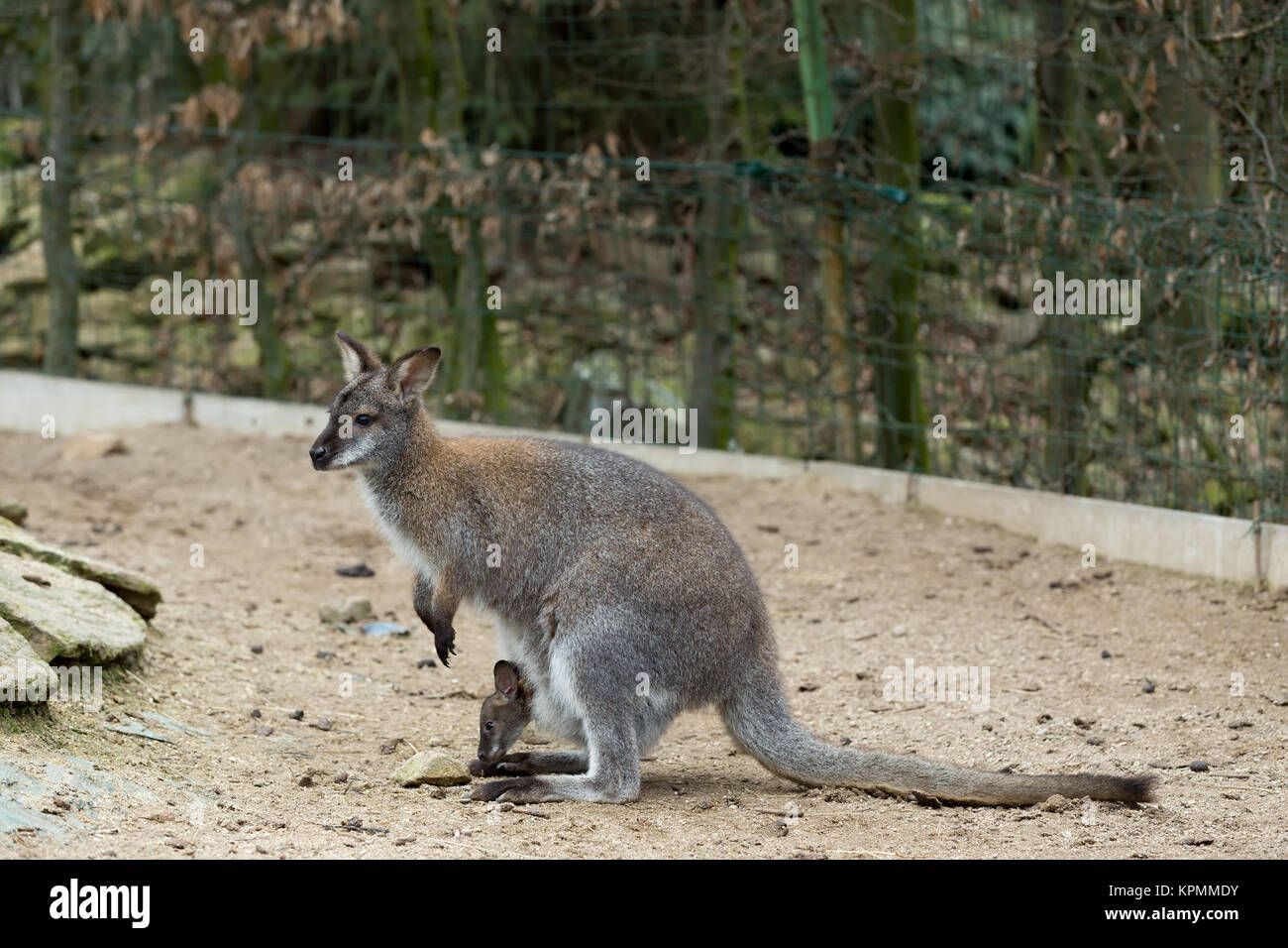 Closeup of a Red-necked Wallaby Stock Photo - Alamy