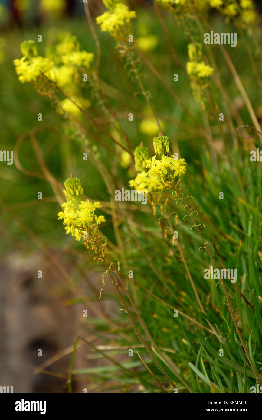 Bulbinella frutescens hi-res stock photography and images - Alamy