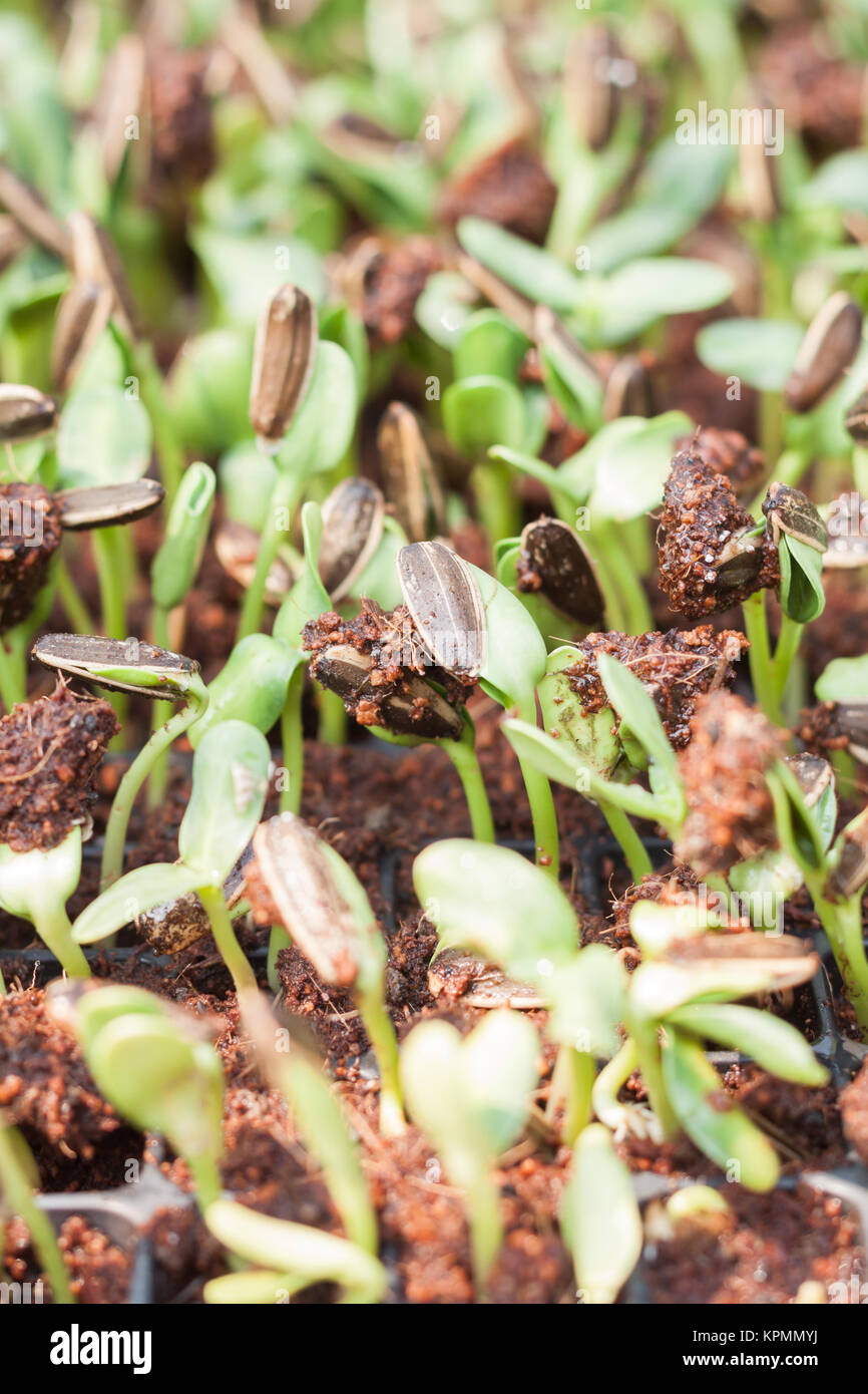 Sunflower seeds sprout in organic farm Stock Photo - Alamy