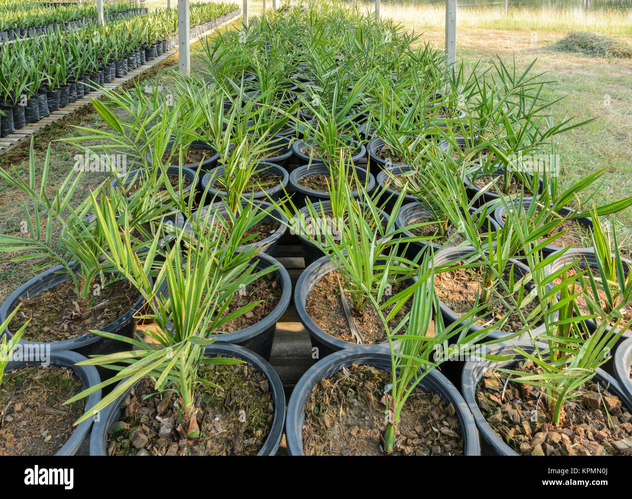 Date plant in nursery Stock Photo - Alamy