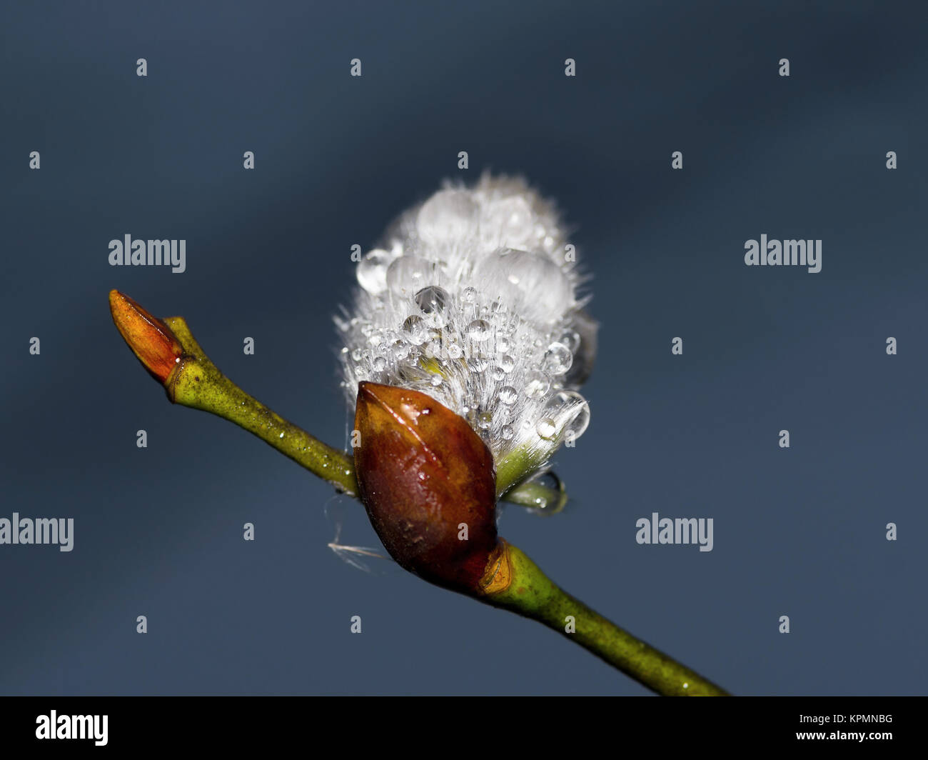 sprout water drops Stock Photo - Alamy