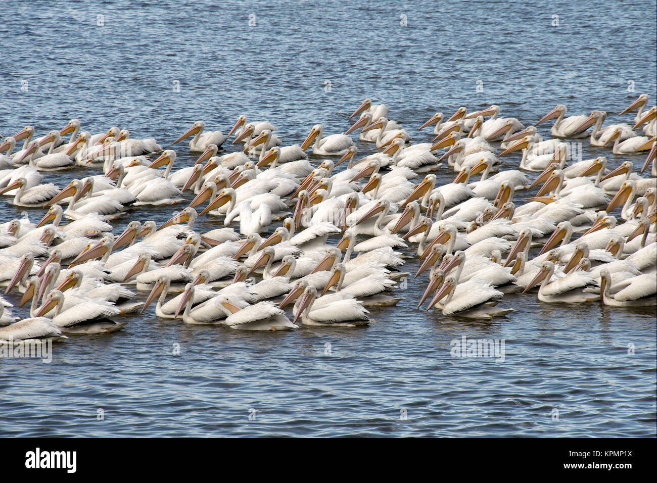 Lots of migrating pelicans at University Lake by LSU, Baton Rouge ...