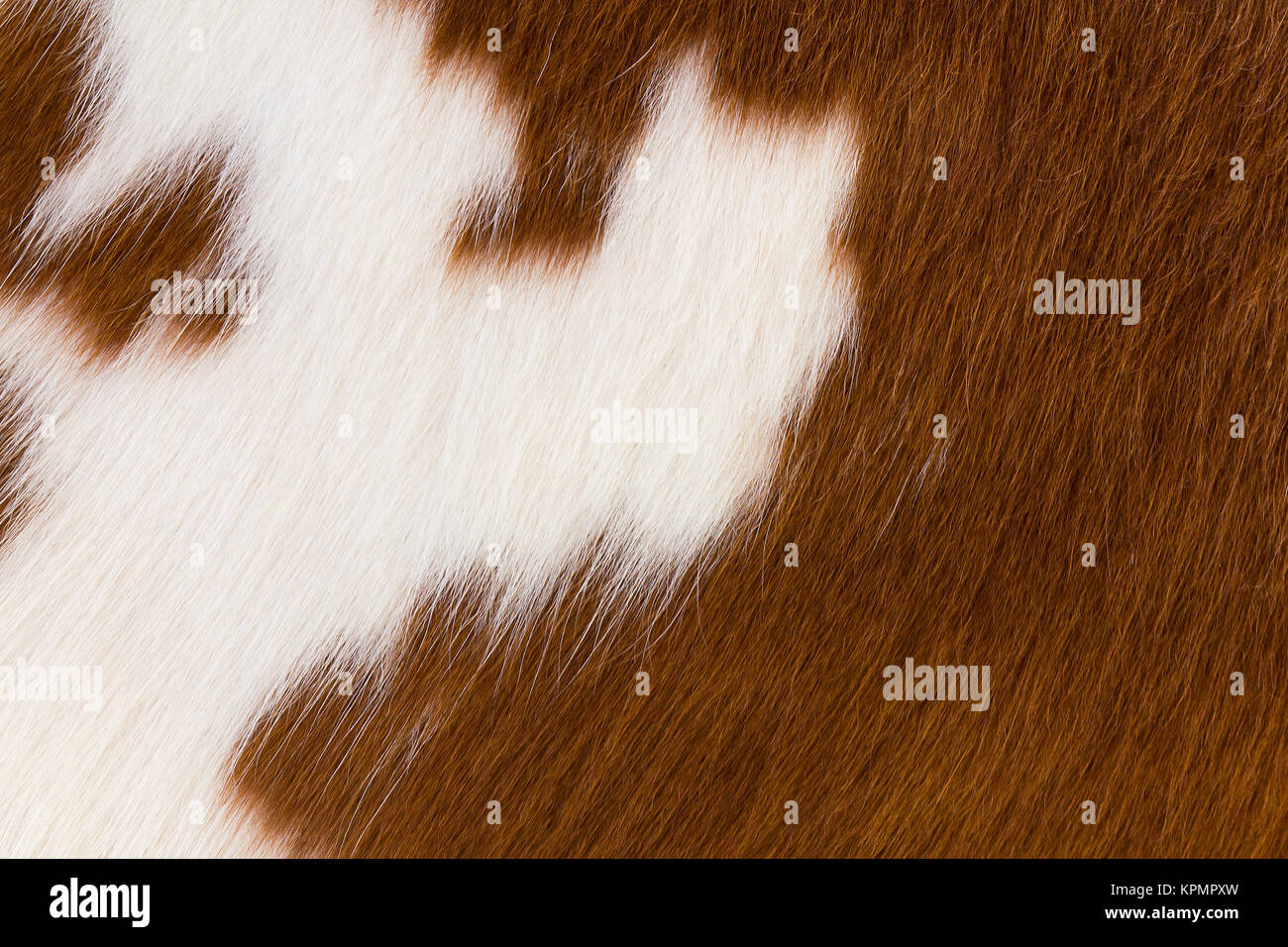 Brown and white cowhide Stock Photo - Alamy