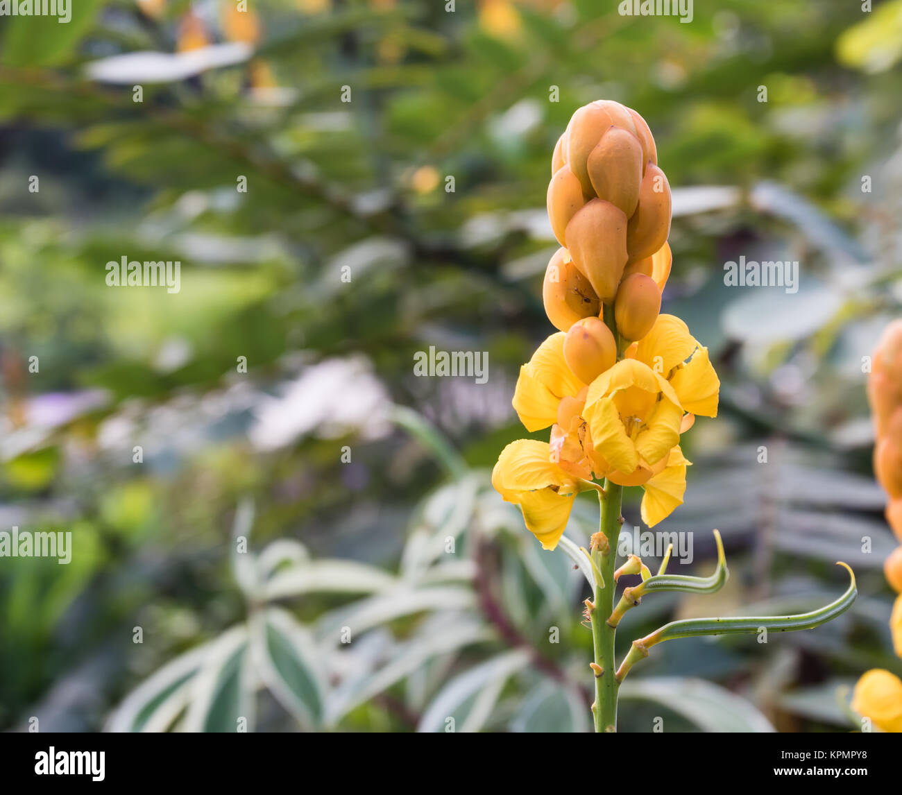 Ringworm senna hi-res stock photography and images - Alamy