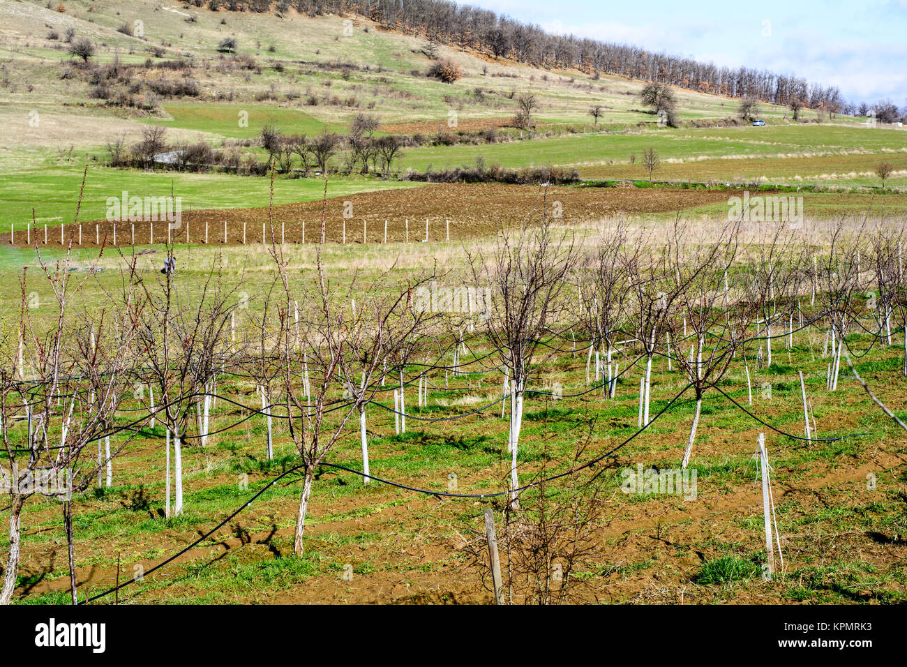 Garden with fruit trees enclosed by concrete poles Stock Photo - Alamy