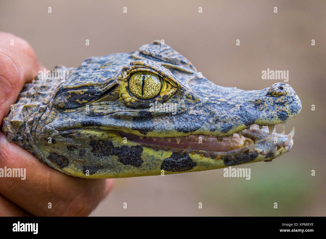 Hand holding a baby crocodile Stock Photo - Alamy