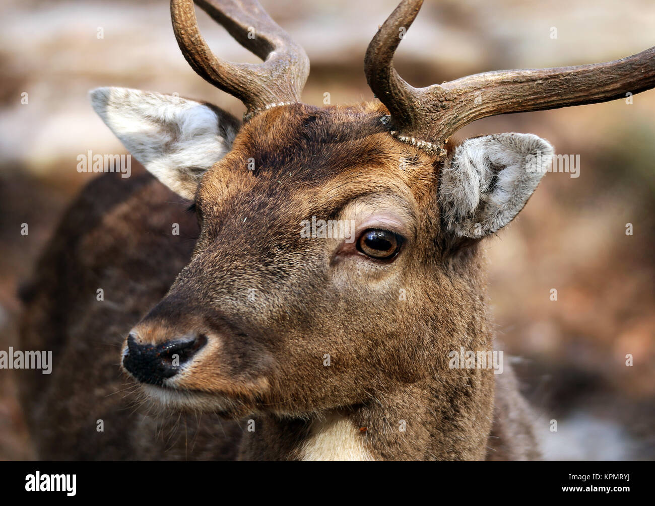 head study male fallow deer dama dama Stock Photo - Alamy