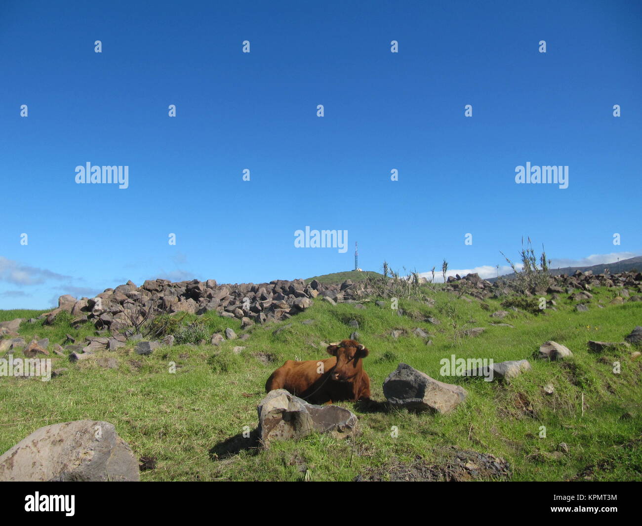 cows at the westernmost point of madeira Stock Photo - Alamy