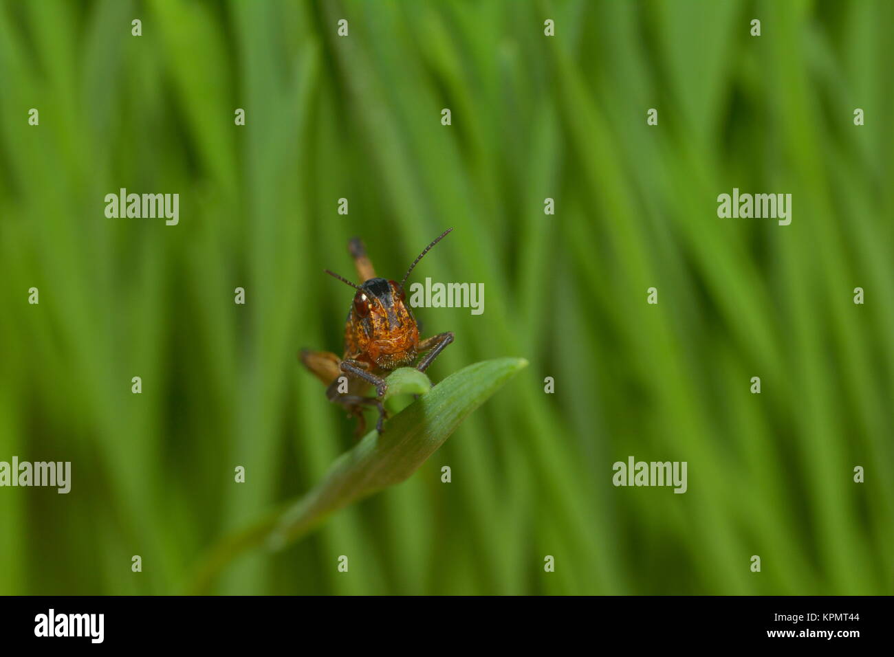 young migratory locust Stock Photo - Alamy