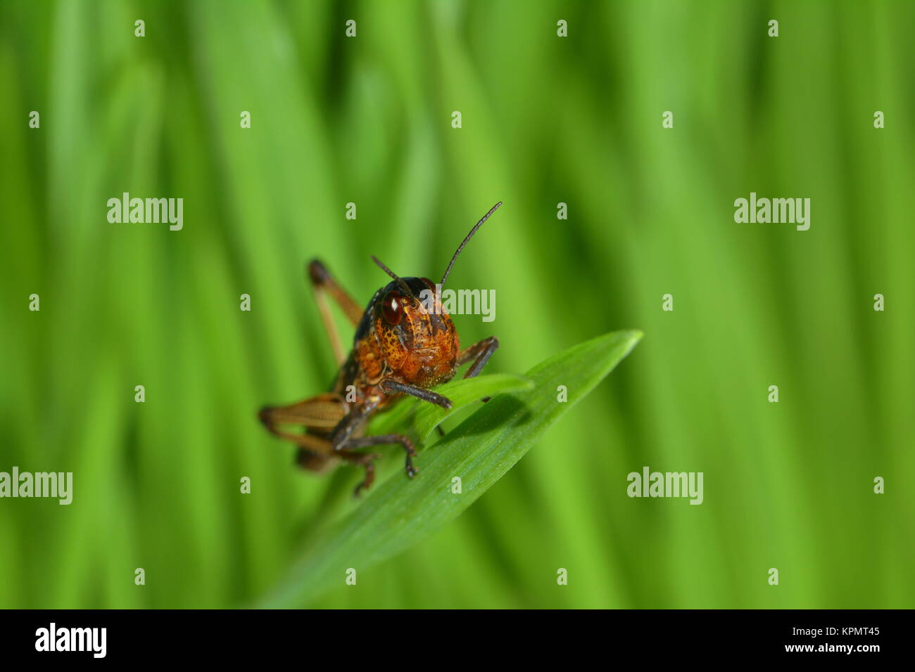 young migratory locust Stock Photo - Alamy