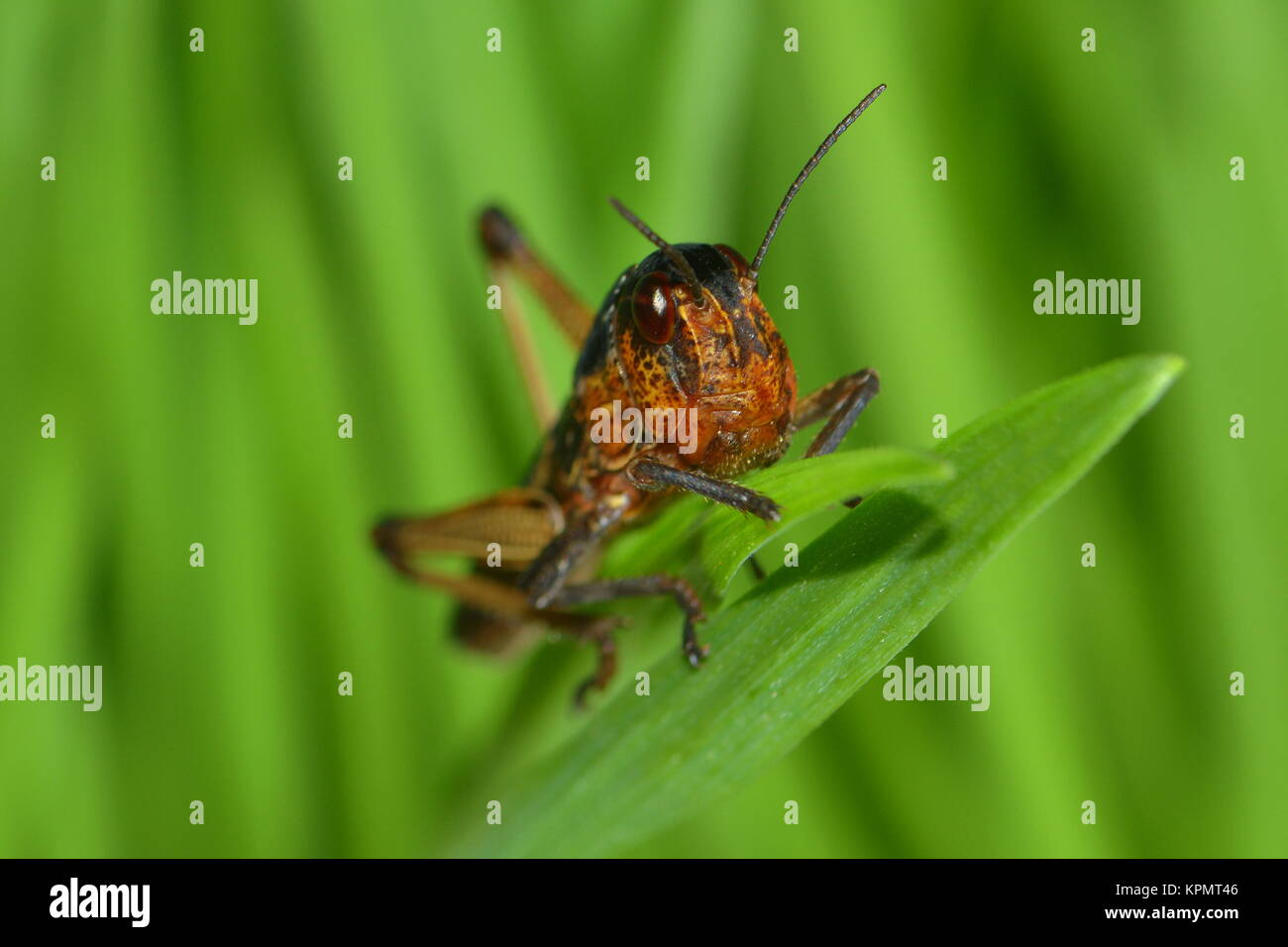 young migratory locust Stock Photo - Alamy