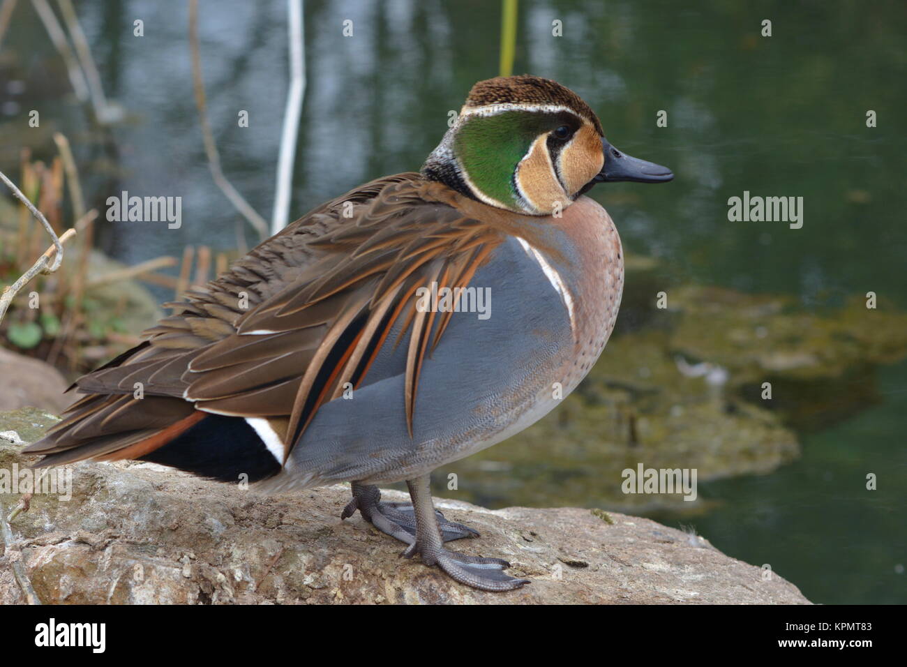 baikal duck at the lake Stock Photo - Alamy