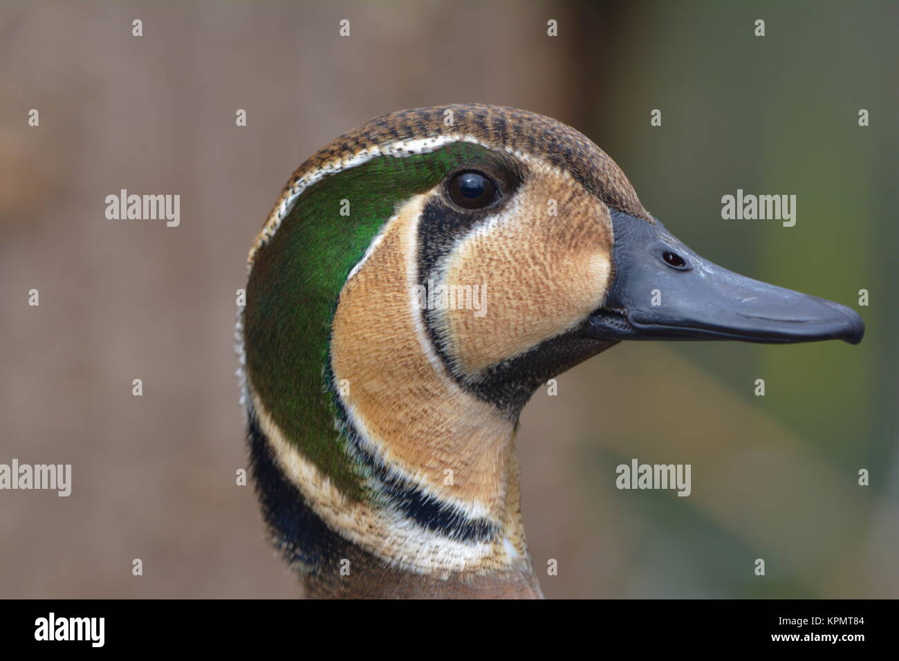 baikal duck at the lake Stock Photo - Alamy