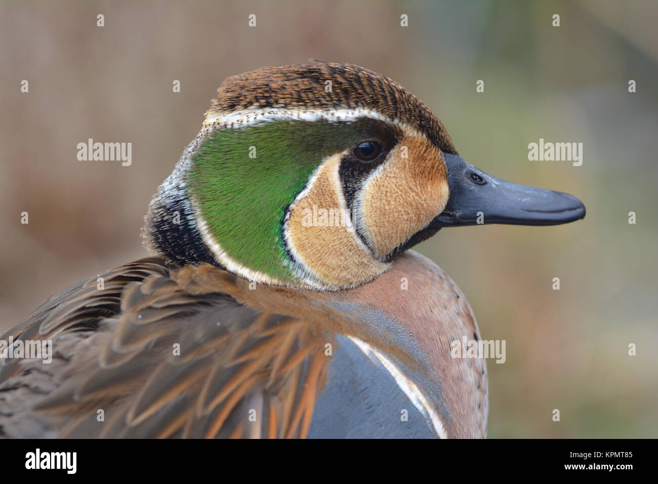 baikal duck at the lake Stock Photo - Alamy