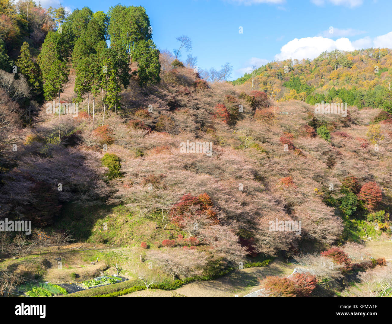 Obara hi-res stock photography and images - Alamy