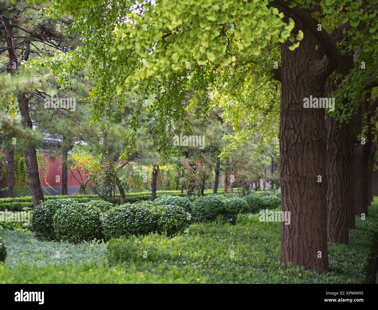 Gingko leaves and Trees in different view. Taken in Beijing , China ...
