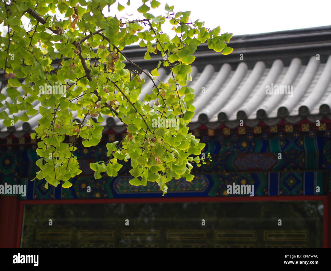 Gingko leaves and Trees in different view. Taken in Beijing , China ...