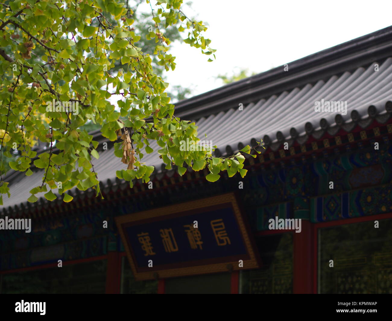 Gingko leaves and Trees in different view. Taken in Beijing , China ...
