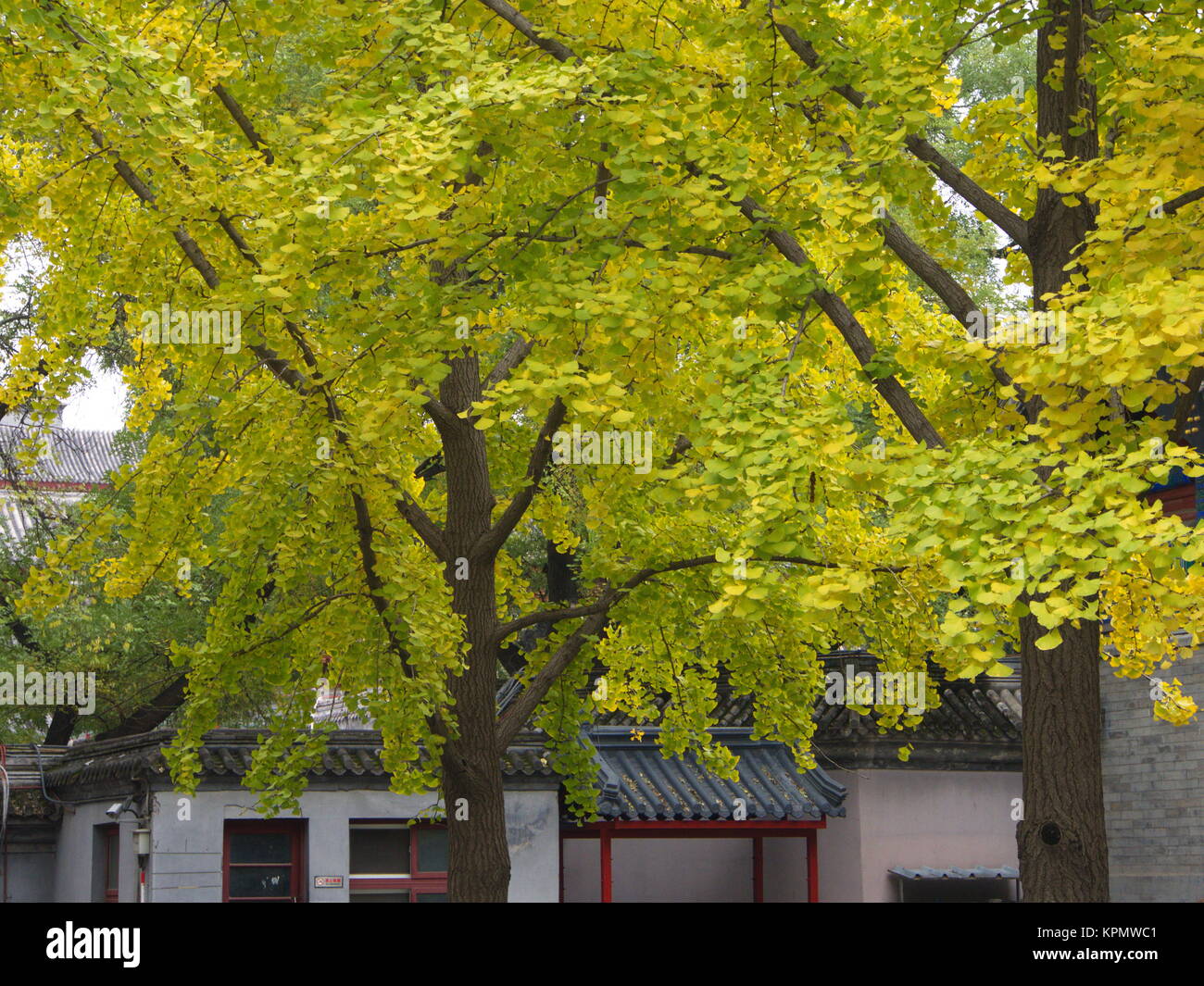Gingko leaves and Trees in different view. Taken in Beijing , China ...