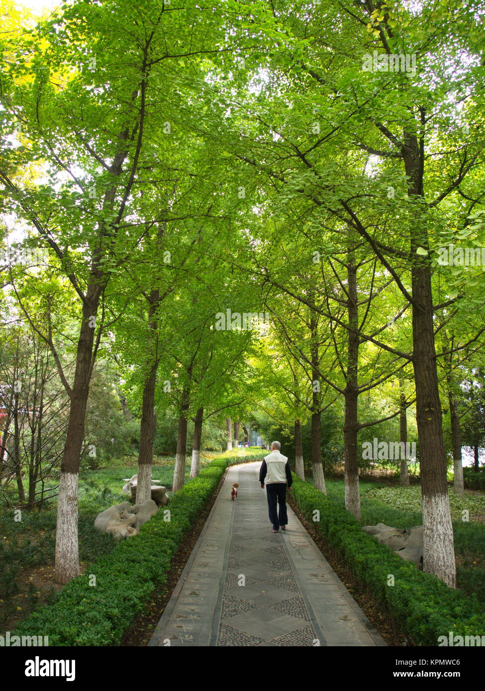 Gingko leaves and Trees in different view. Taken in Beijing , China ...