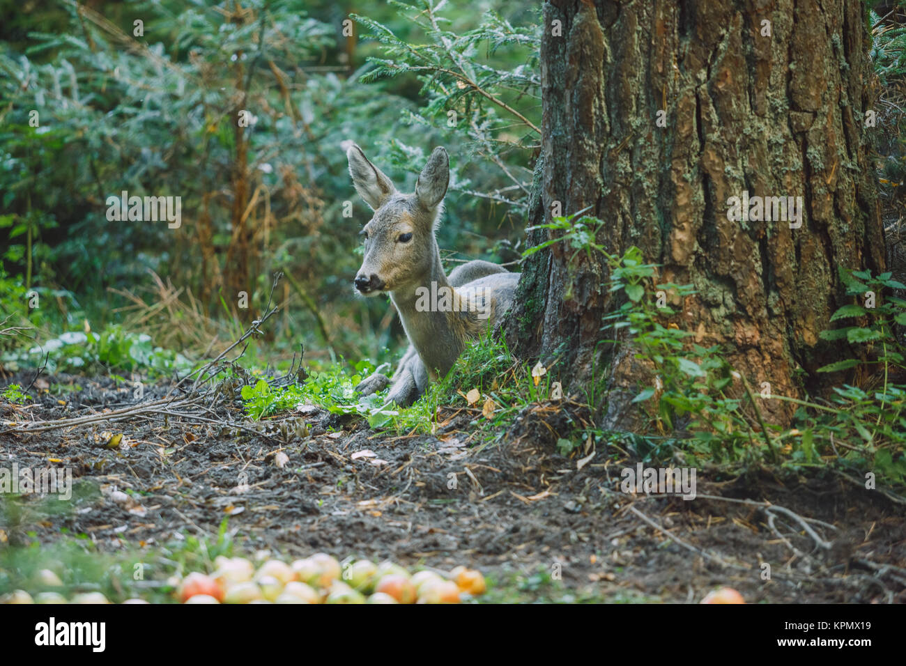 Roe deer relaxing at wood. Tree and silent. Latvia, Ligatne. 2015 Stock ...