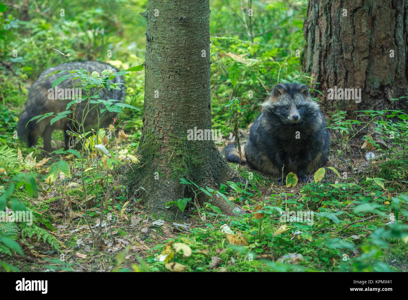Angry raccoon at wood in Latvia. 2015 Stock Photo - Alamy
