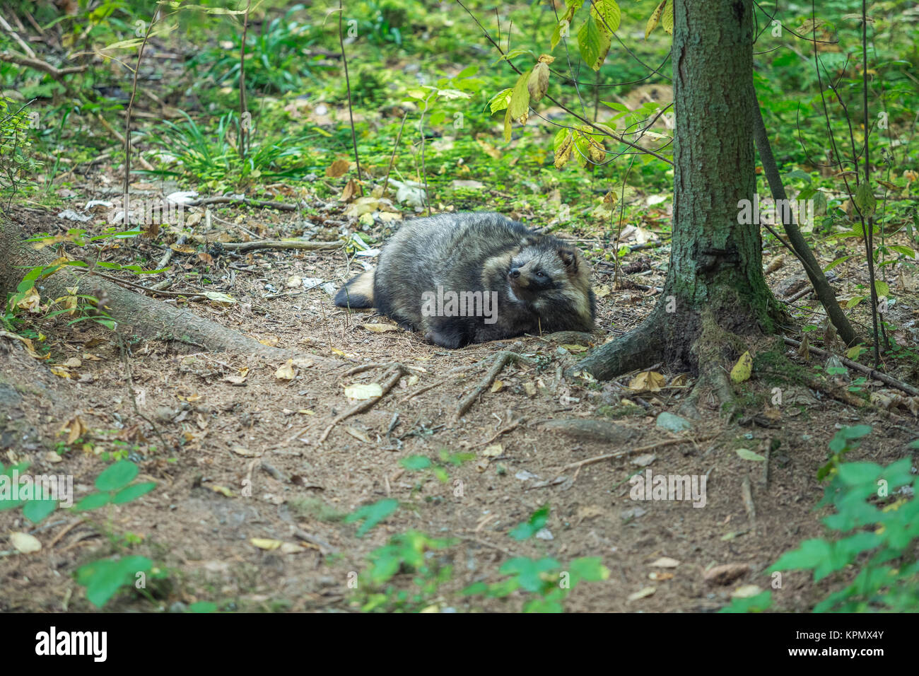 Angry raccoon at wood in Latvia. 2015 Stock Photo - Alamy