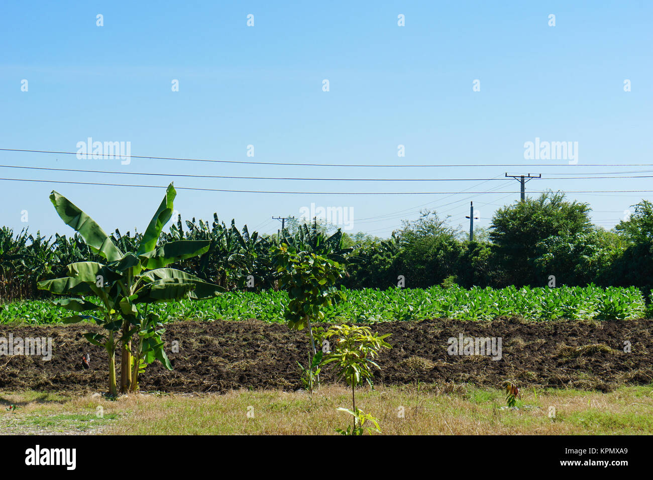 Tropical agricultural land Stock Photo - Alamy