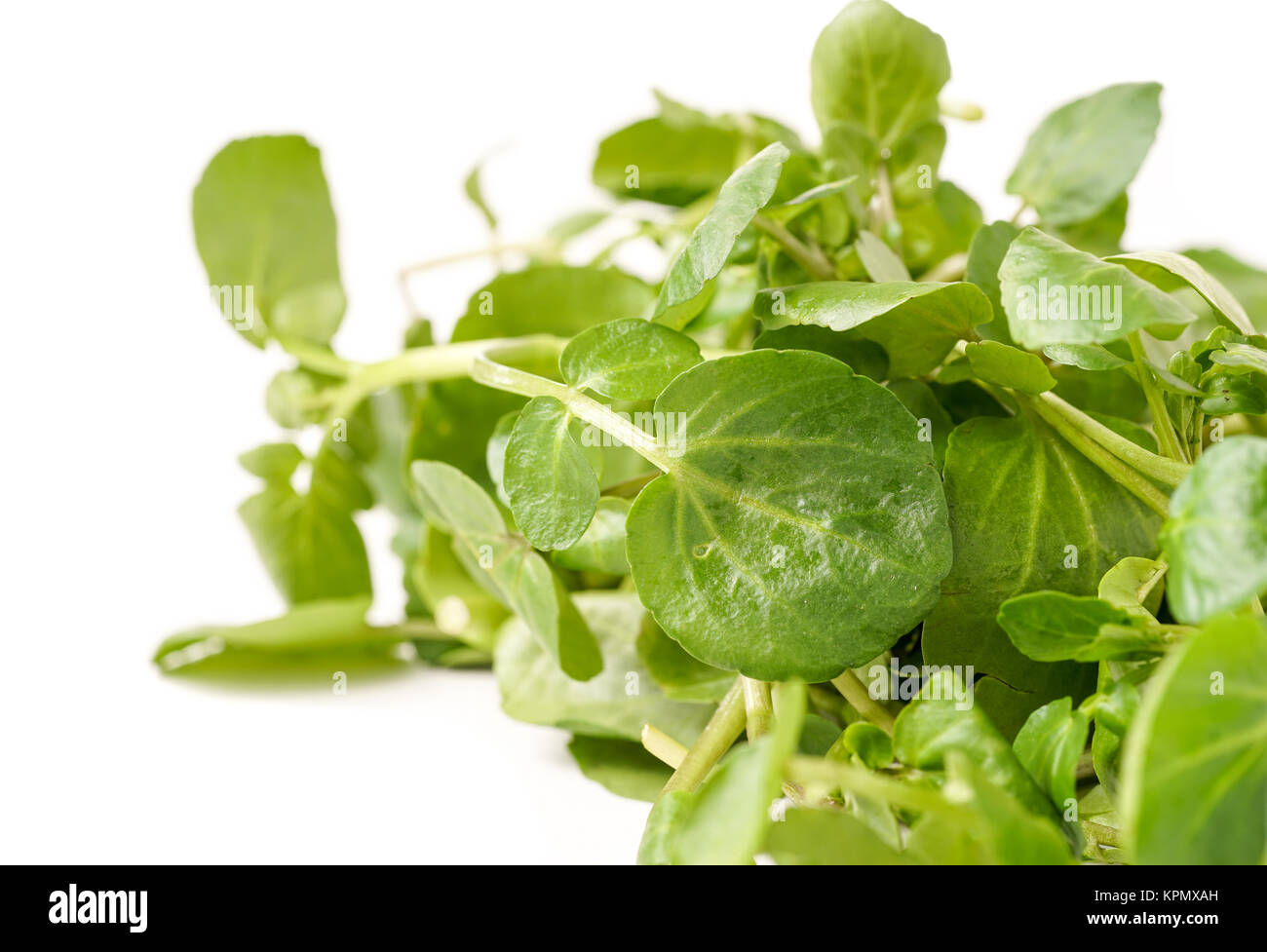 freshly picked organic watercress Stock Photo - Alamy