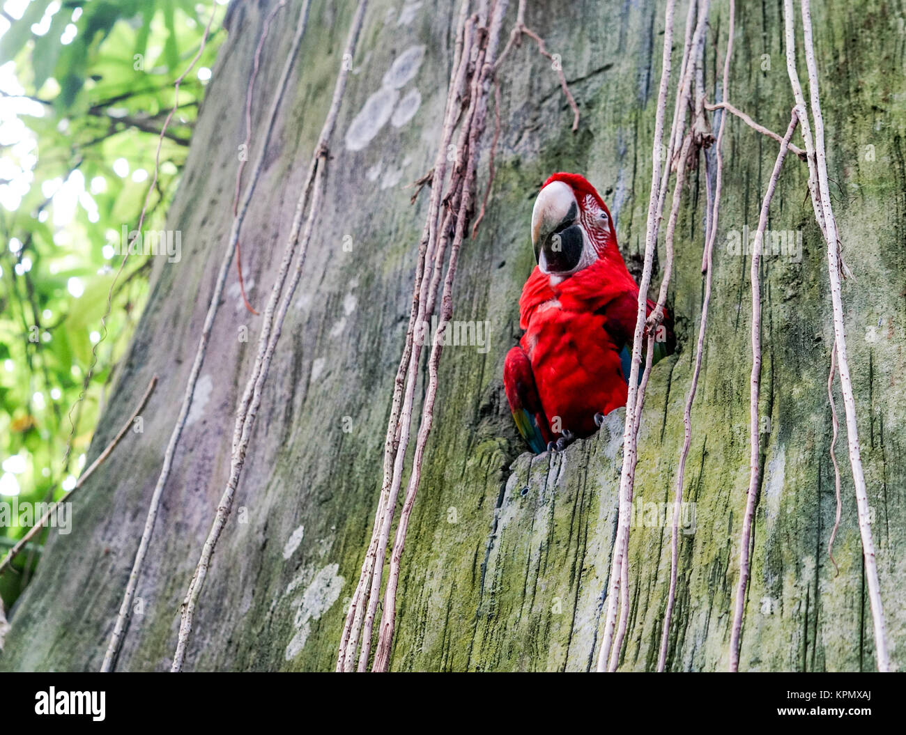 Beautiful Parrot sitting in a hole Stock Photo - Alamy